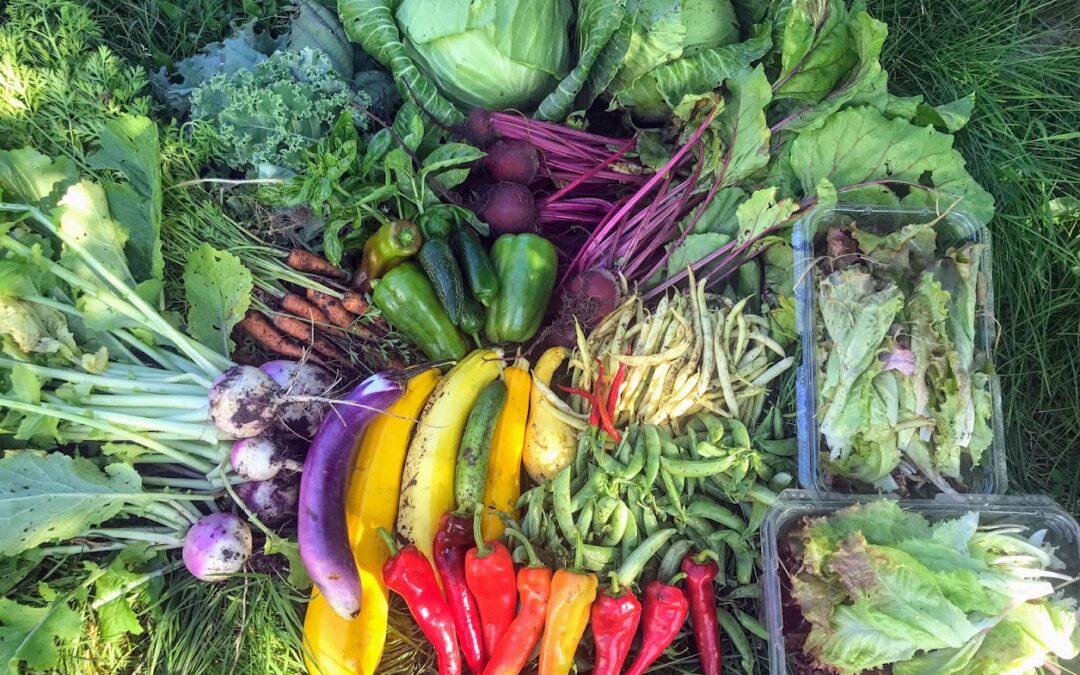 Projects | CCAEResearch